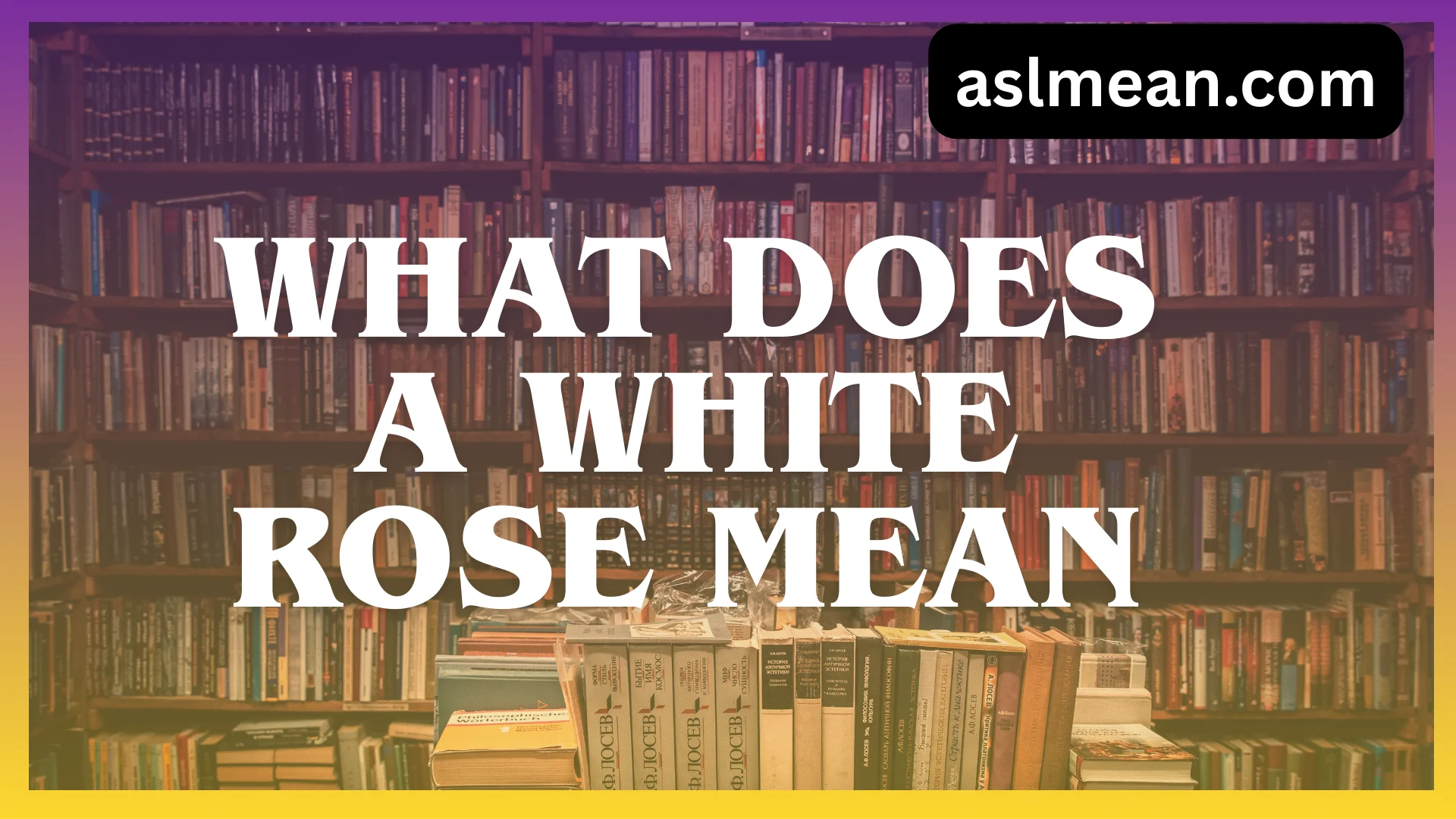 What Does a White Rose Mean? The True Symbolism, Emotions, and Real ...